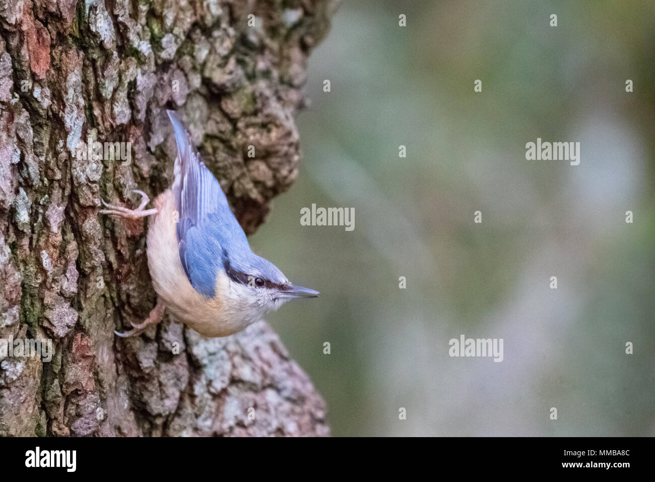 Nuthatch singing uk hi-res stock photography and images - Alamy