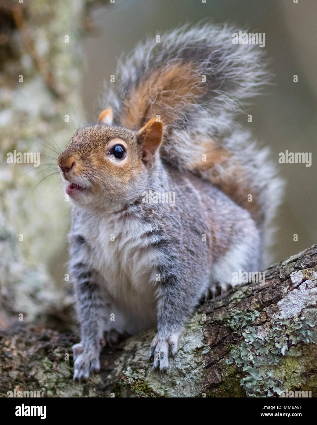 Four legged animals hi-res stock photography and images - Alamy