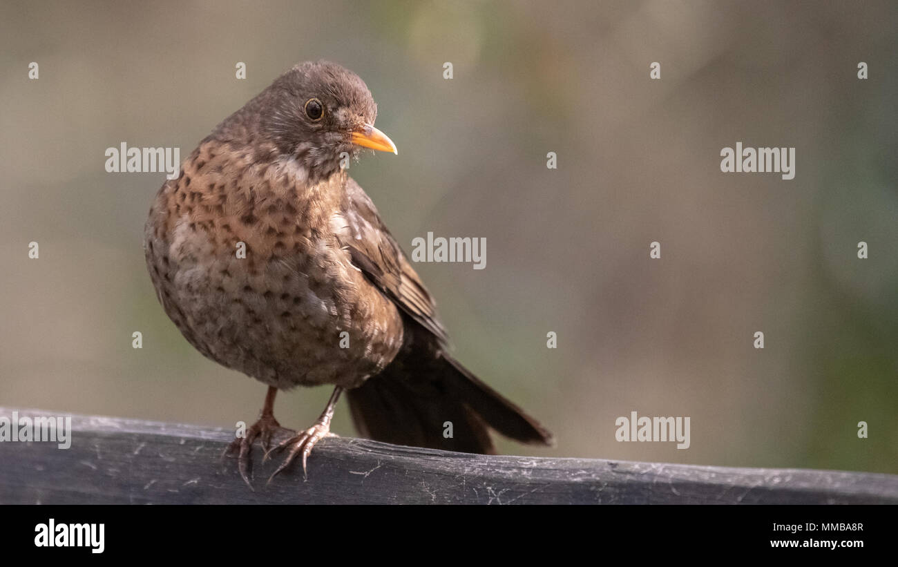 Blackbird england singing hi-res stock photography and images - Alamy