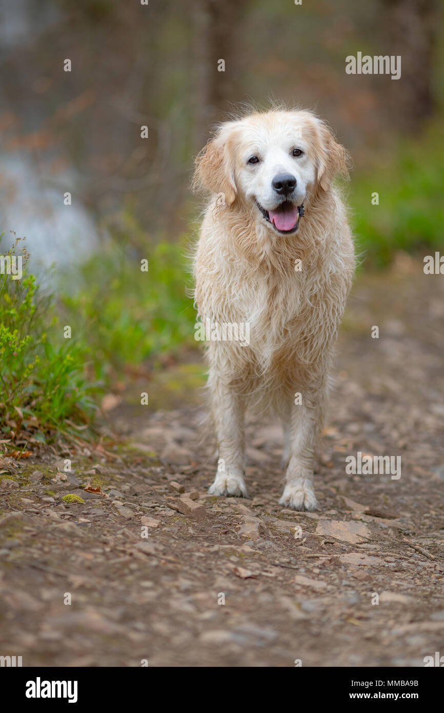 golden retriver dog Stock Photo - Alamy