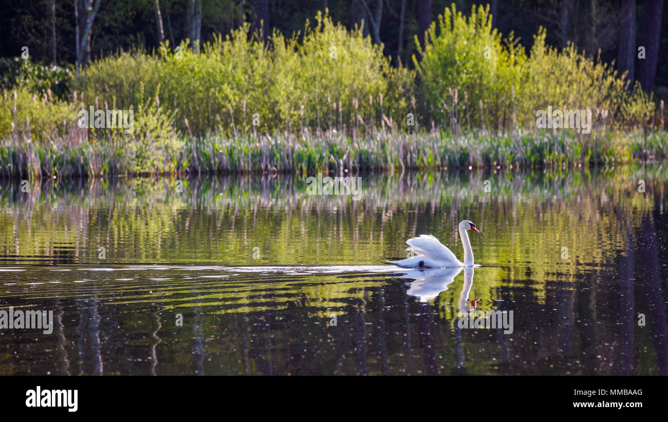 Singing swan hi-res stock photography and images - Alamy