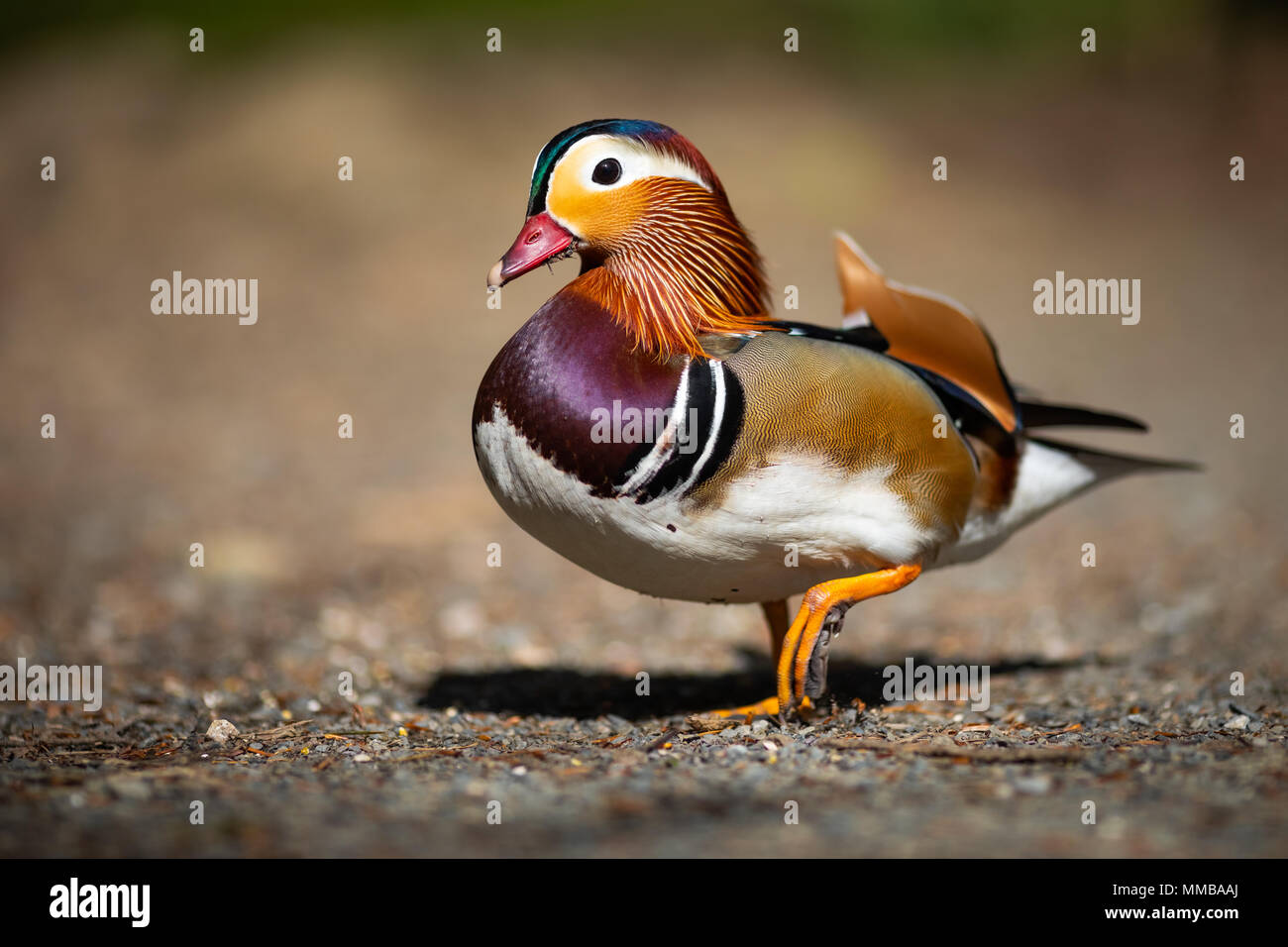 Mandarin duckling hi-res stock photography and images - Alamy