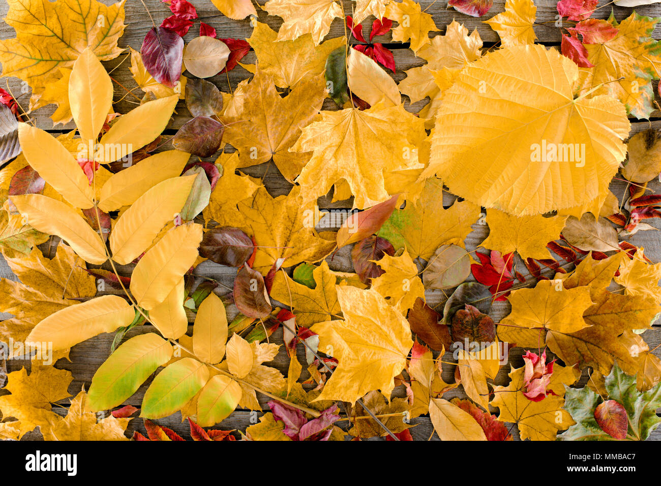 Scattered autumn leaves hi-res stock photography and images - Alamy