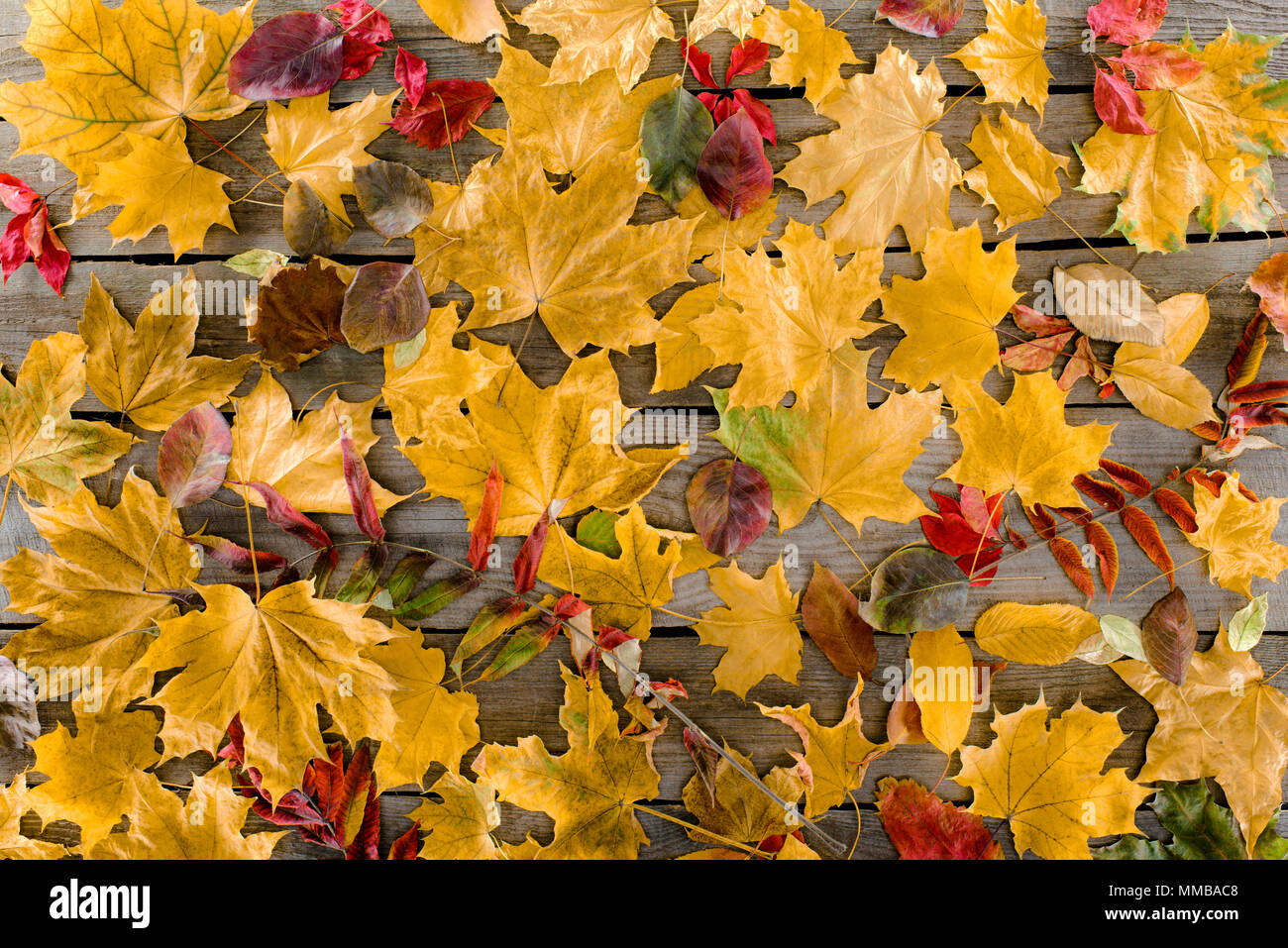 Scattered autumn leaves hi-res stock photography and images - Alamy