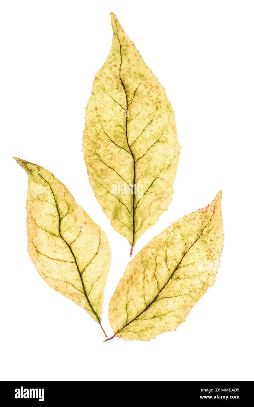 three autumn leaves Stock Photo - Alamy