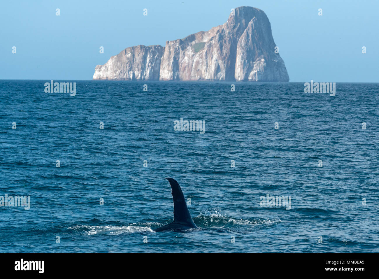 Orca, also known as killer whale, off the coast of San Cristobal Island ...