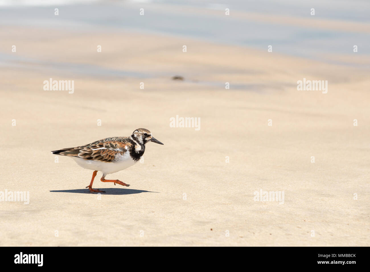 Isabela beach hi-res stock photography and images - Alamy