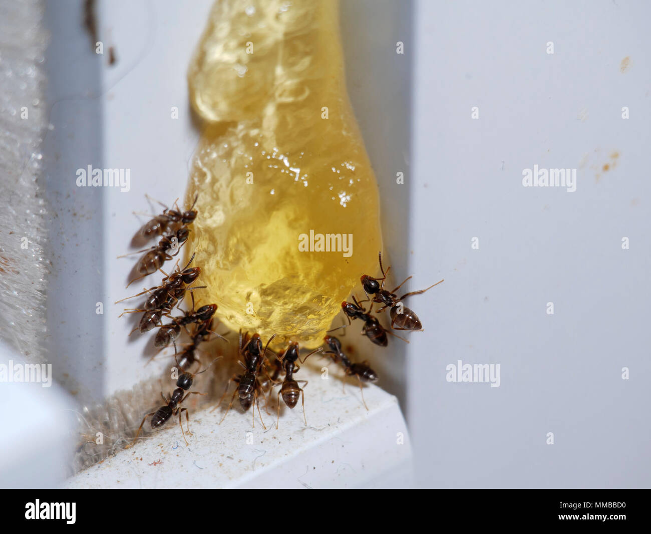 Linepithema argentine ant hi-res stock photography and images - Alamy