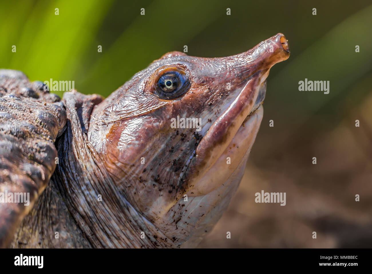 Florida Softshell Turtle, Apalone ferox, laying eggs along a road in ...