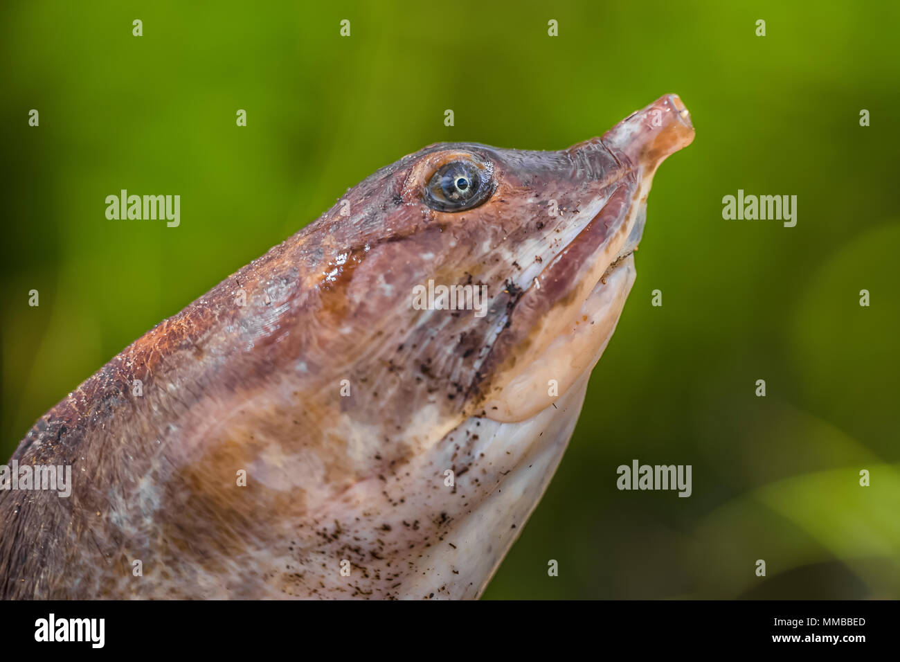 Florida Softshell Turtle, Apalone ferox, laying eggs along a road in ...