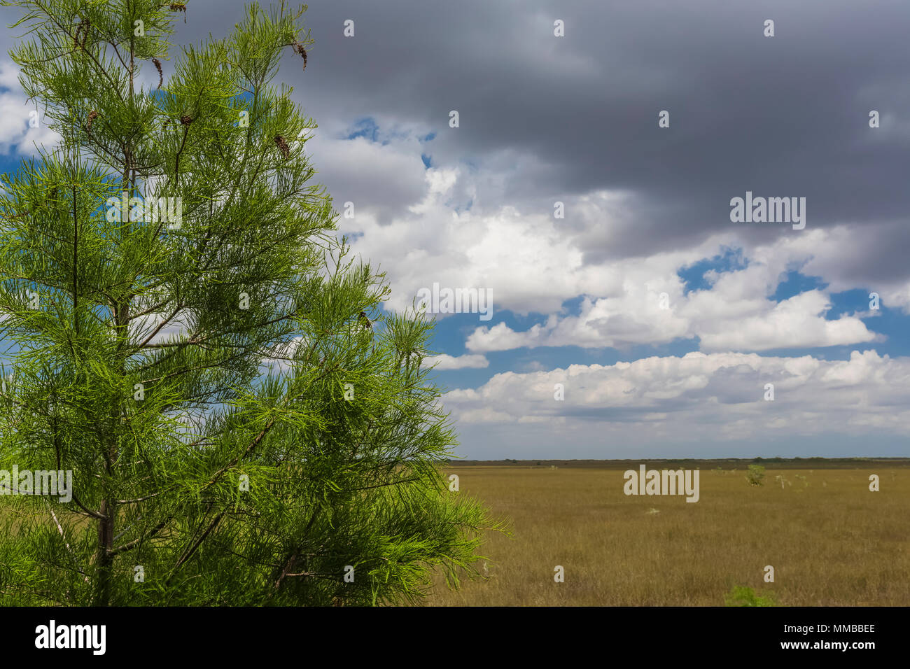 Baldcypress, Taxodium spp., trees in a dome in the middle of a sawgrass ...