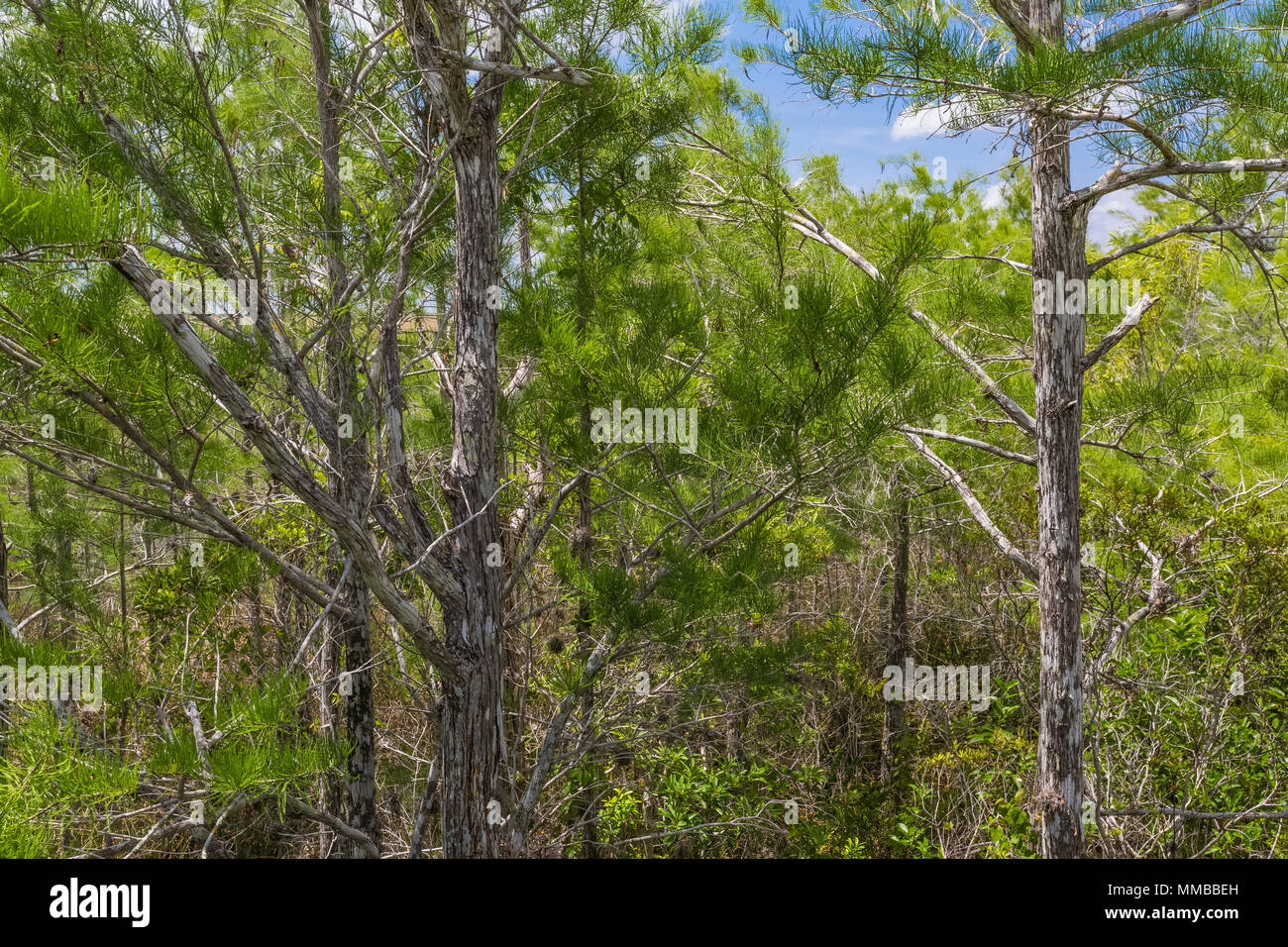 Baldcypress, Taxodium spp., trees in a dome in the middle of a sawgrass ...
