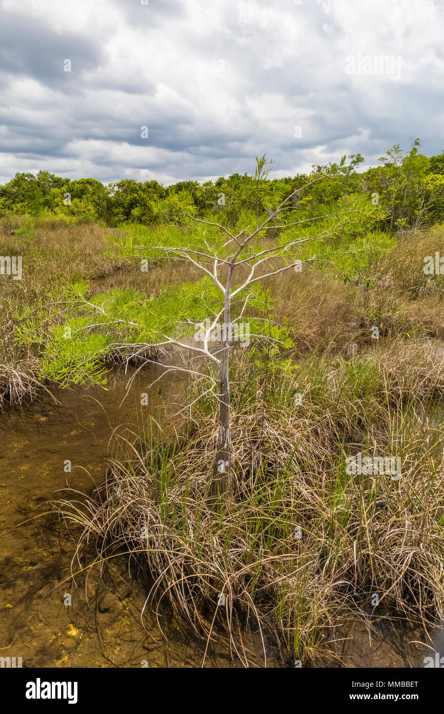 Baldcypress, Taxodium spp., trees in a dome in the middle of a sawgrass ...