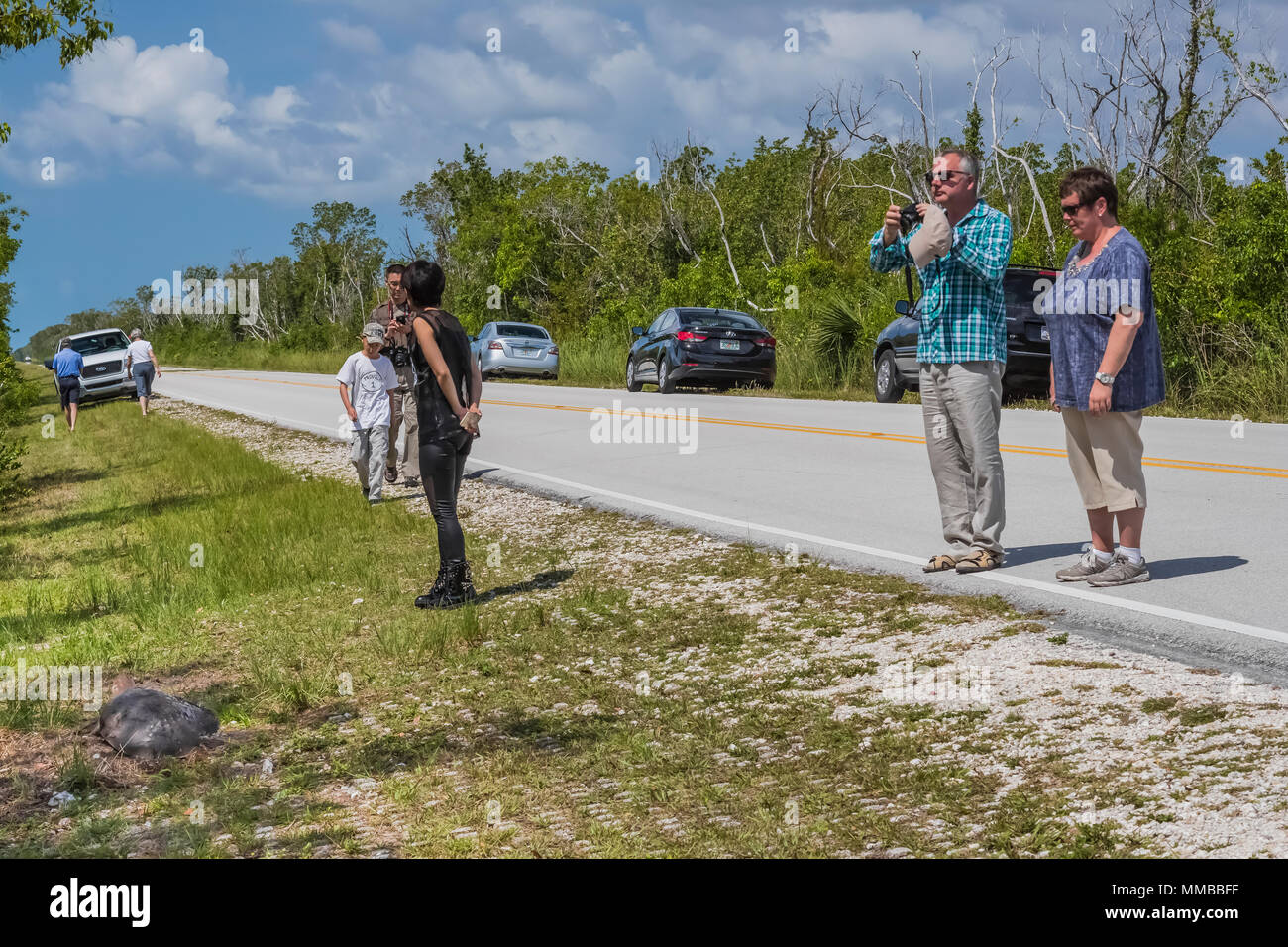 Florida softshell nest hi-res stock photography and images - Alamy