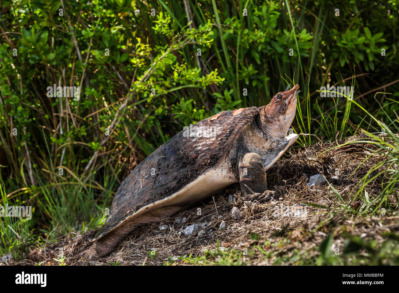 Florida softshell nest hi-res stock photography and images - Alamy