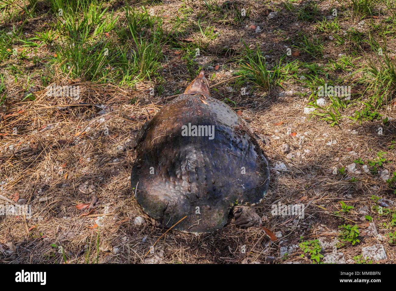 Florida Softshell Turtle, Apalone ferox, laying eggs along a road in ...