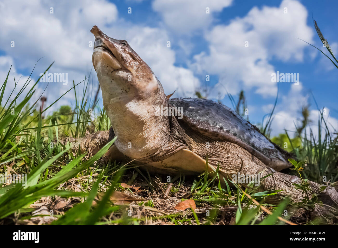 Florida Softshell Turtle, Apalone ferox, laying eggs along a road in ...