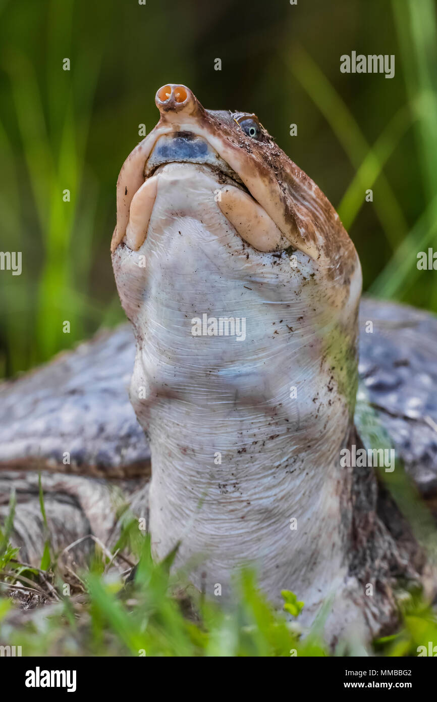 Florida softshell nest hi-res stock photography and images - Alamy