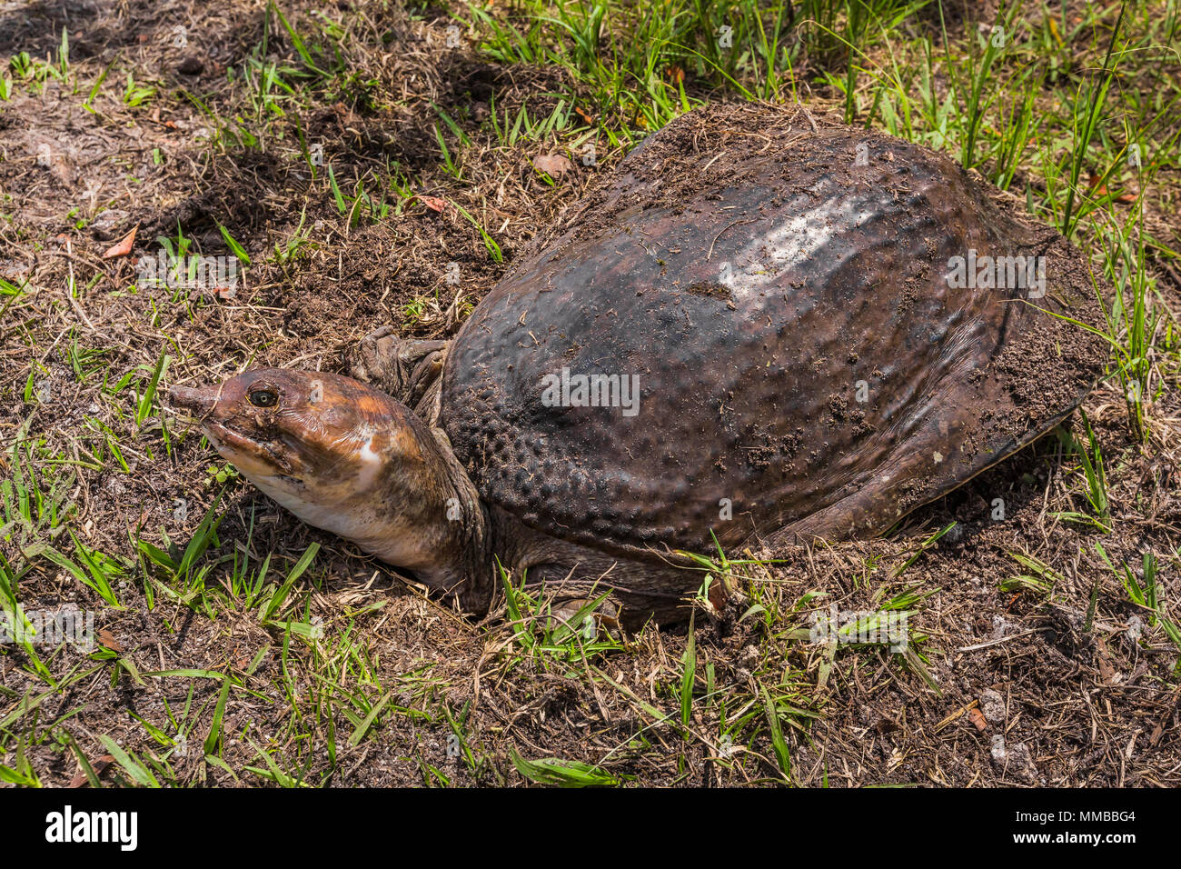 Florida softshell turtle hi-res stock photography and images - Alamy