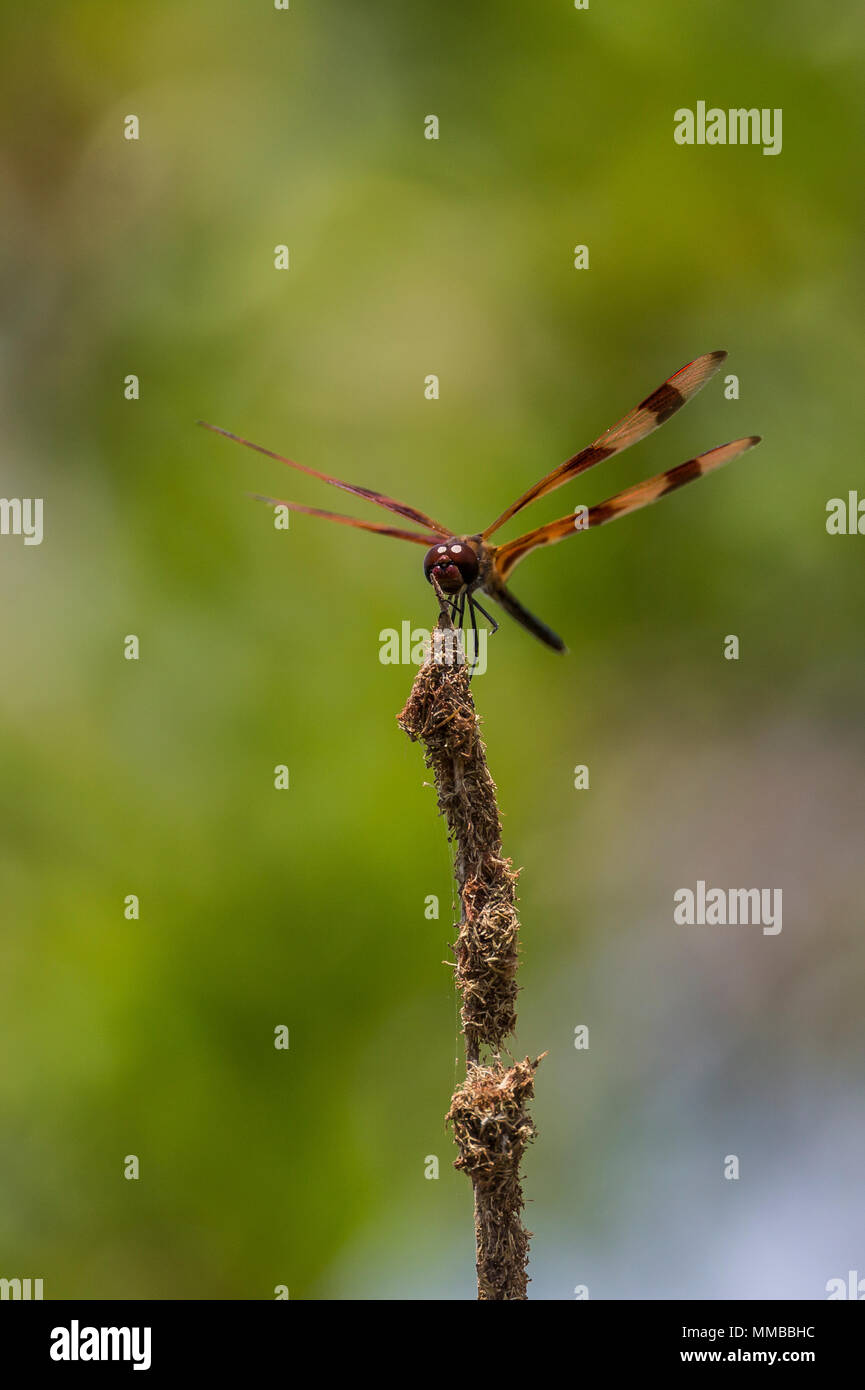 Celithemis Eponina High Resolution Stock Photography and Images - Alamy