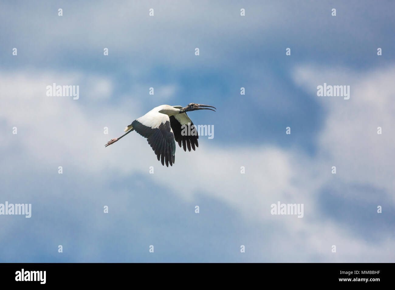 White stork in flight hi-res stock photography and images - Alamy