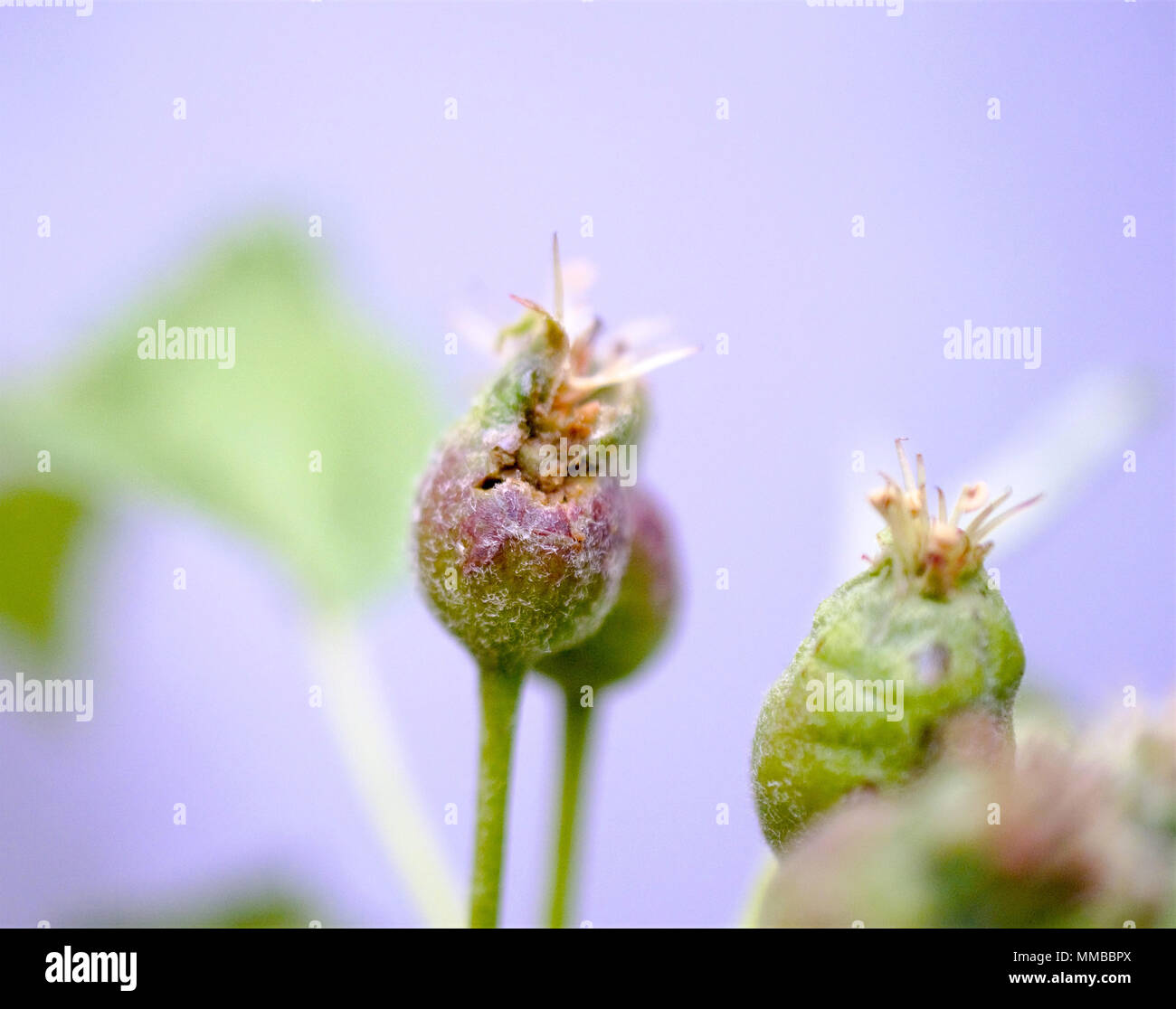 Hail damaged fruit hi-res stock photography and images - Alamy