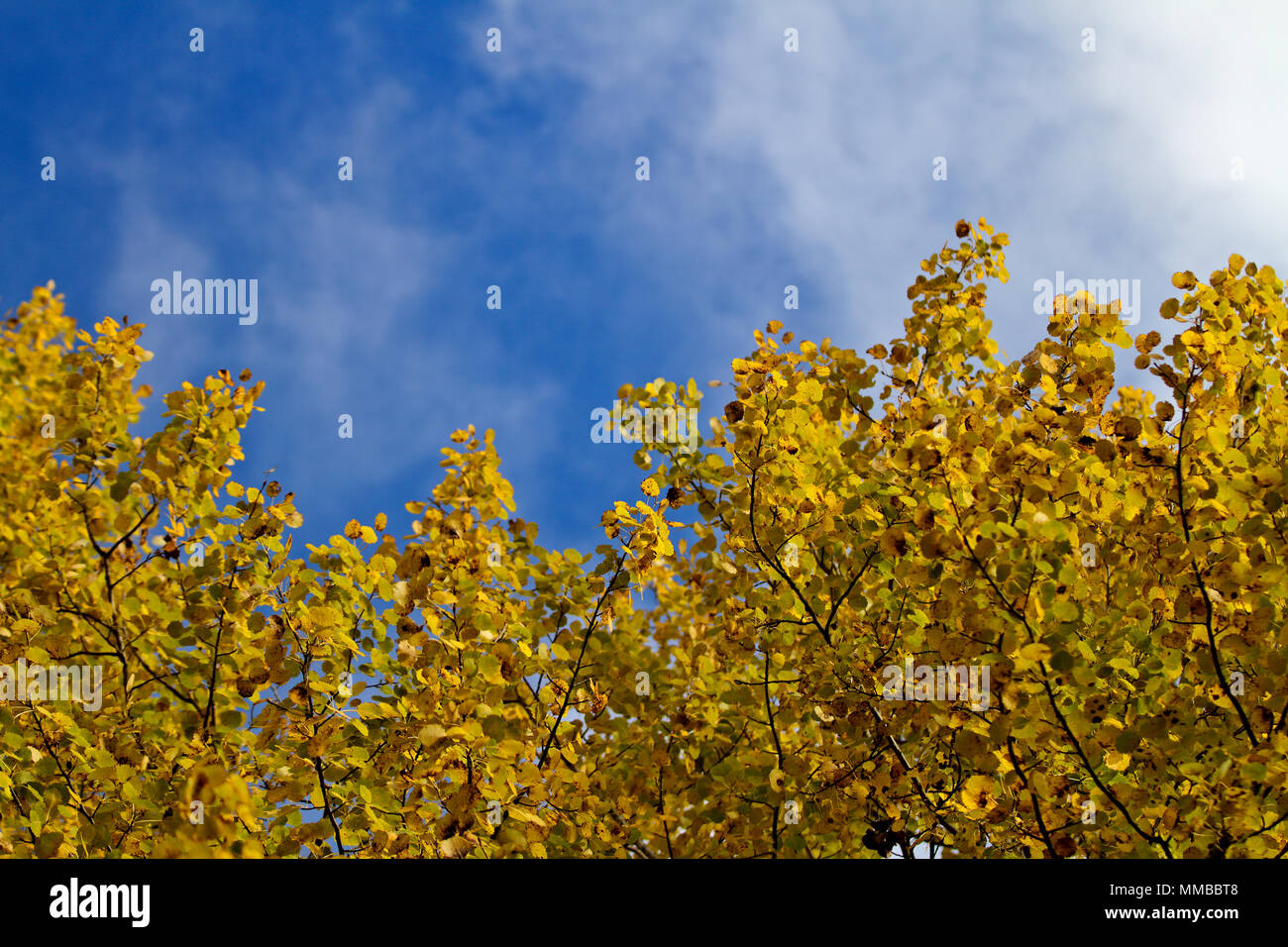 Aspen branches against blue hi-res stock photography and images - Alamy