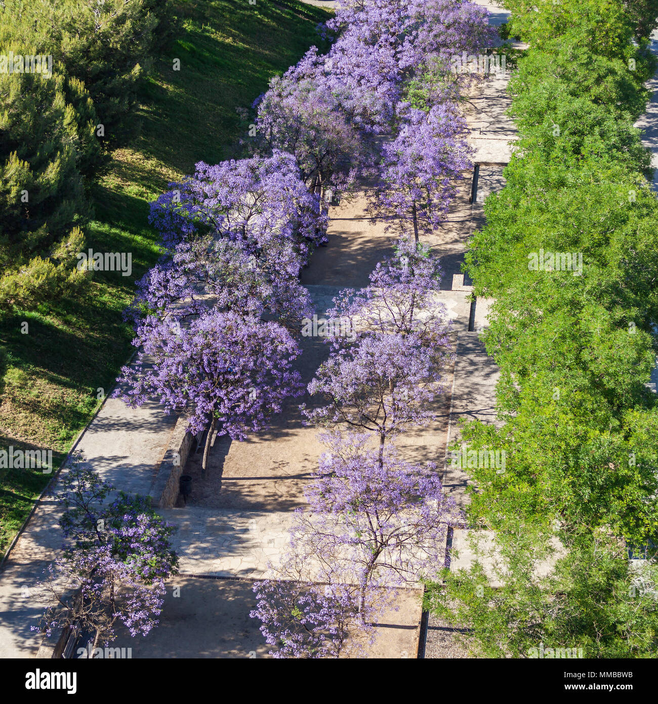 Cherryblossom trees hi-res stock photography and images - Alamy