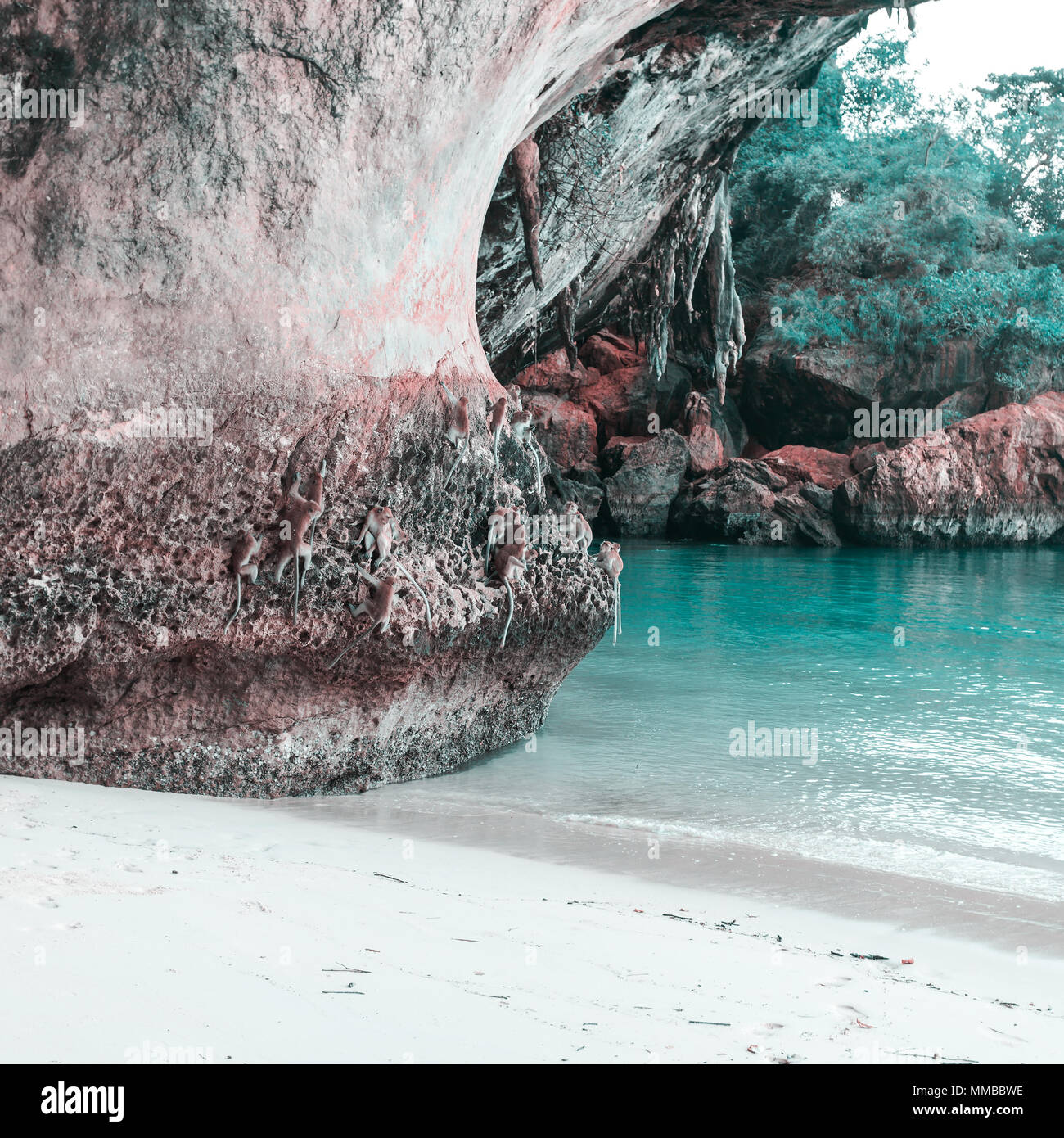 Little monkey on the beach hi-res stock photography and images - Alamy