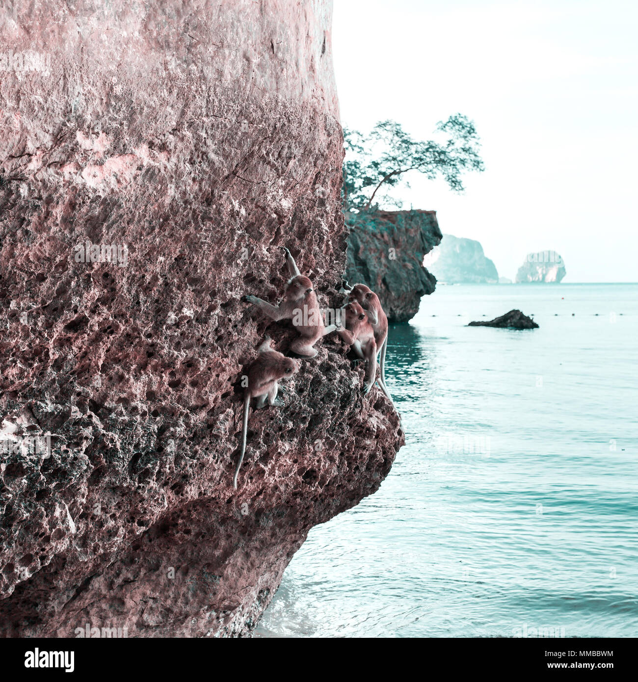 Little monkey on the beach hi-res stock photography and images - Alamy