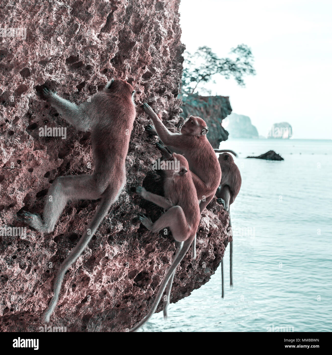 Little monkey on the beach hi-res stock photography and images - Alamy