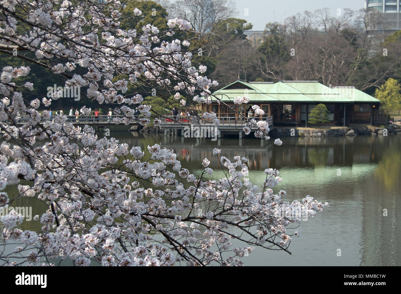 Cherry blossom hama rikyu gardens hamarikyu hi-res stock photography ...