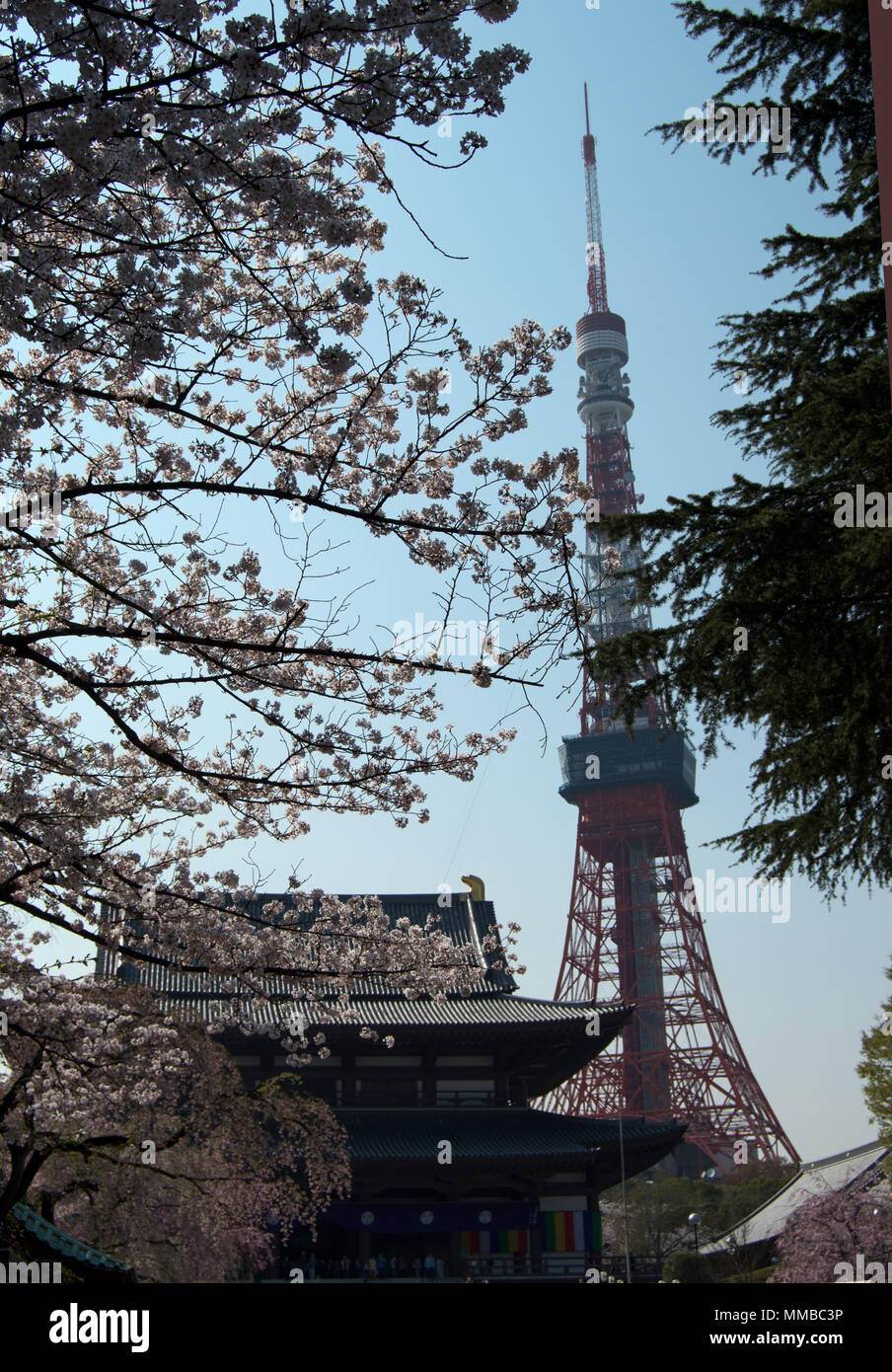 Zojoji temple to cherry blossom hi-res stock photography and images - Alamy