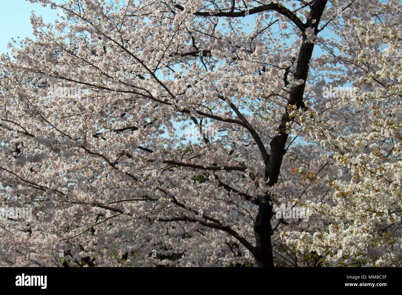 Cherry blossom trees in full bloom in Tokyo during sakura season, Japan ...
