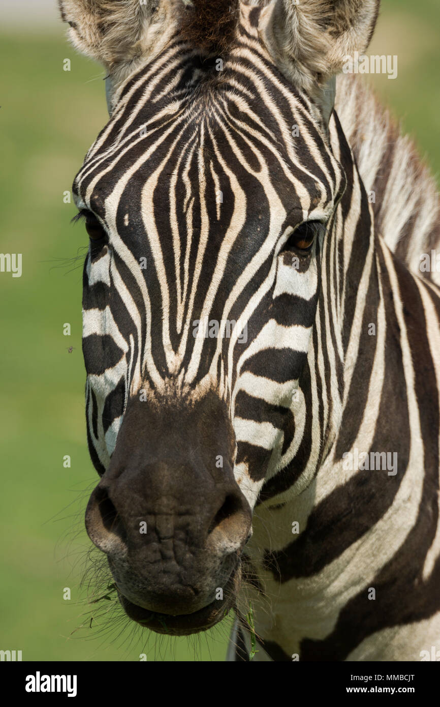 Zebra eyelashes hi-res stock photography and images - Alamy