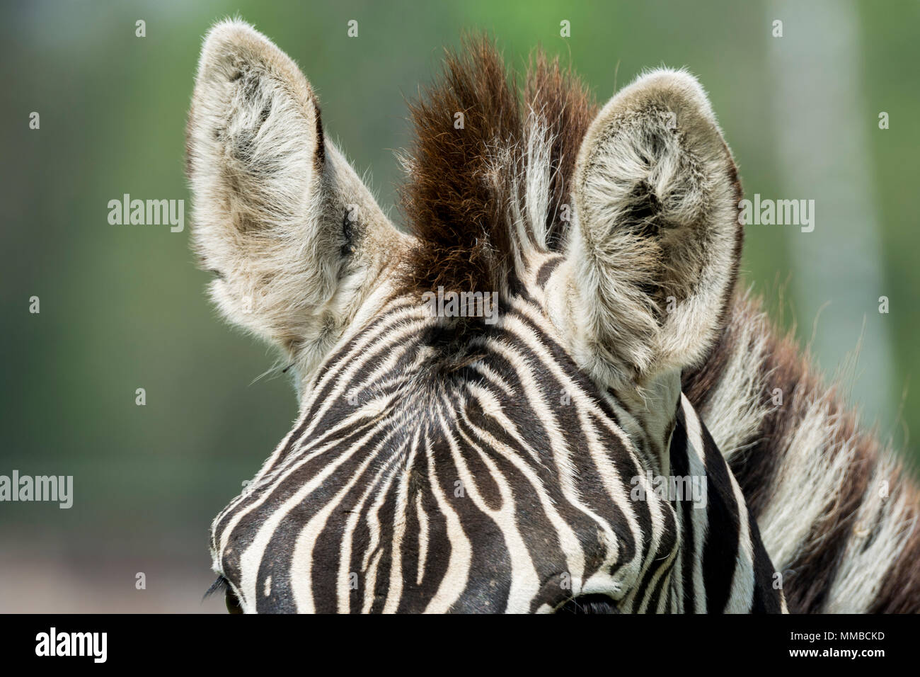 Zebra eyelashes hi-res stock photography and images - Alamy