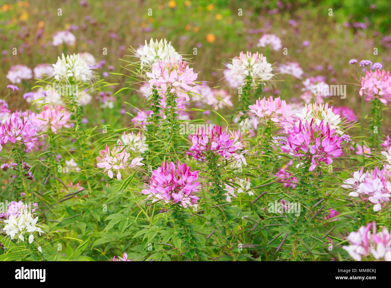 pink flower in field Stock Photo - Alamy
