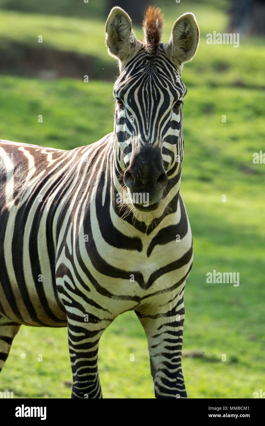 Zebra eyelashes hi-res stock photography and images - Alamy