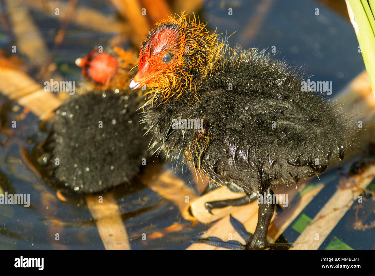 The portrait of freshly hatched chick of American coot on the lake ...