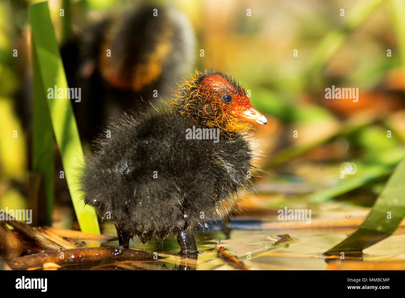 Mud hen hi-res stock photography and images - Alamy