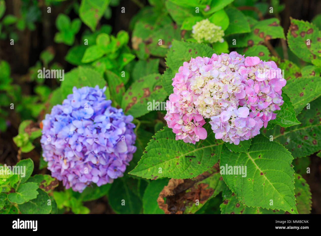 Hydrangea flowers in garden Stock Photo - Alamy
