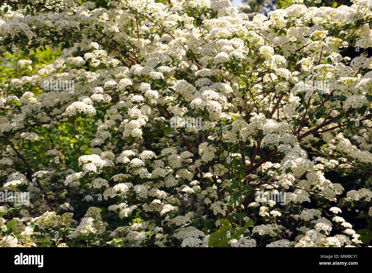 Front view of a bush with little white flowers Stock Photo - Alamy