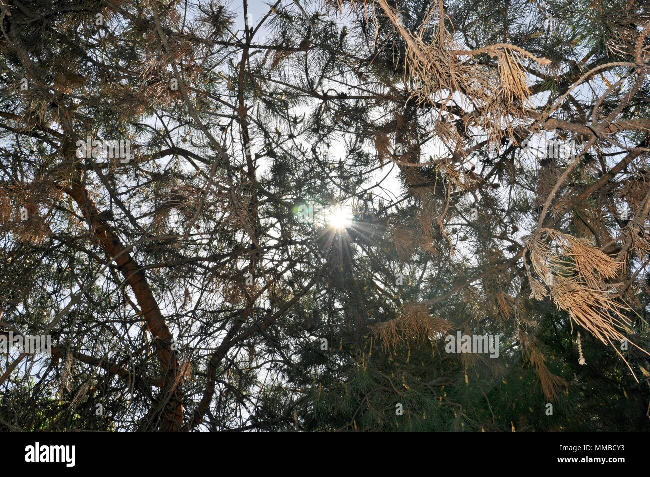 Dark tree landscape hi-res stock photography and images - Alamy