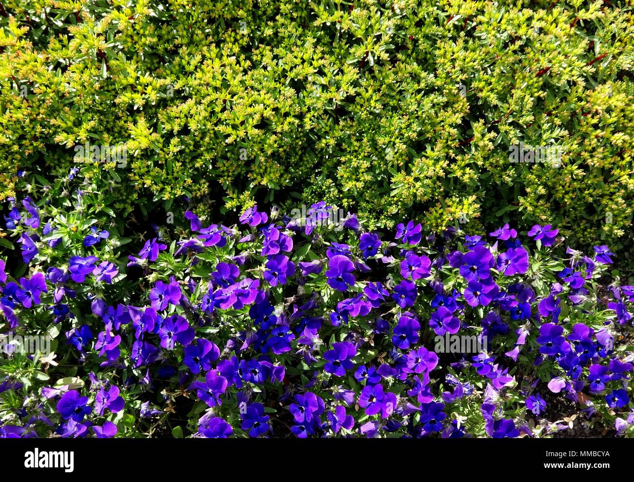 Violet and green color hi-res stock photography and images - Alamy