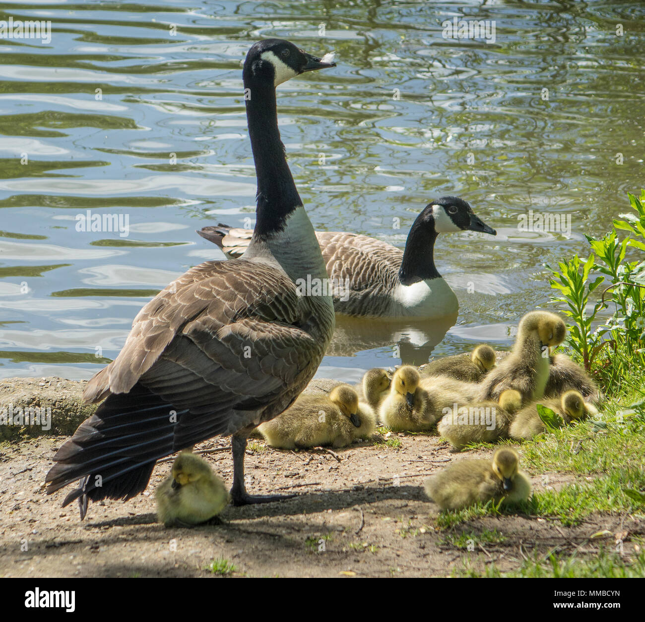 Canada geese chicks hi-res stock photography and images - Alamy