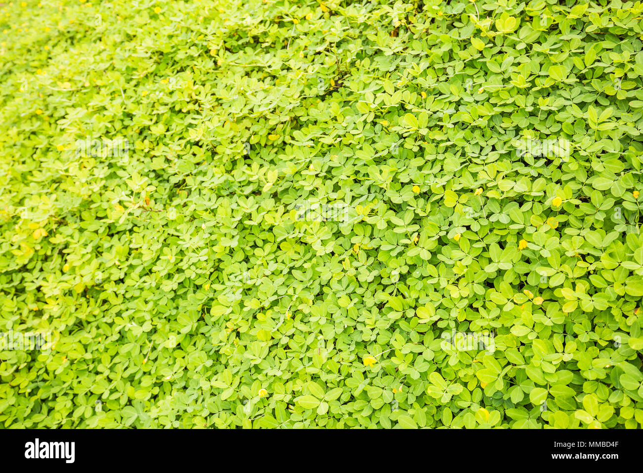 group of small plant Stock Photo - Alamy