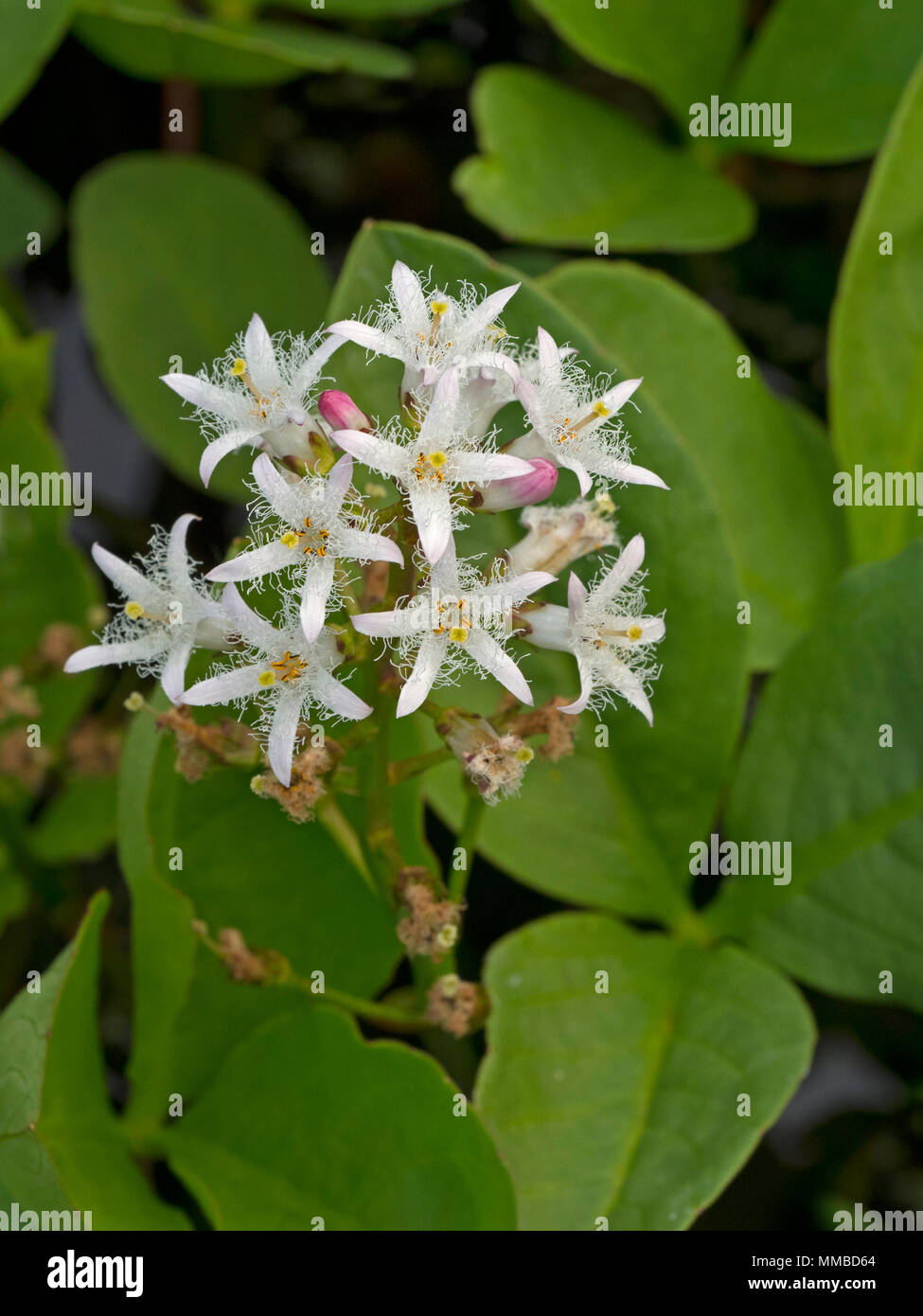 Common bogbean hi-res stock photography and images - Alamy