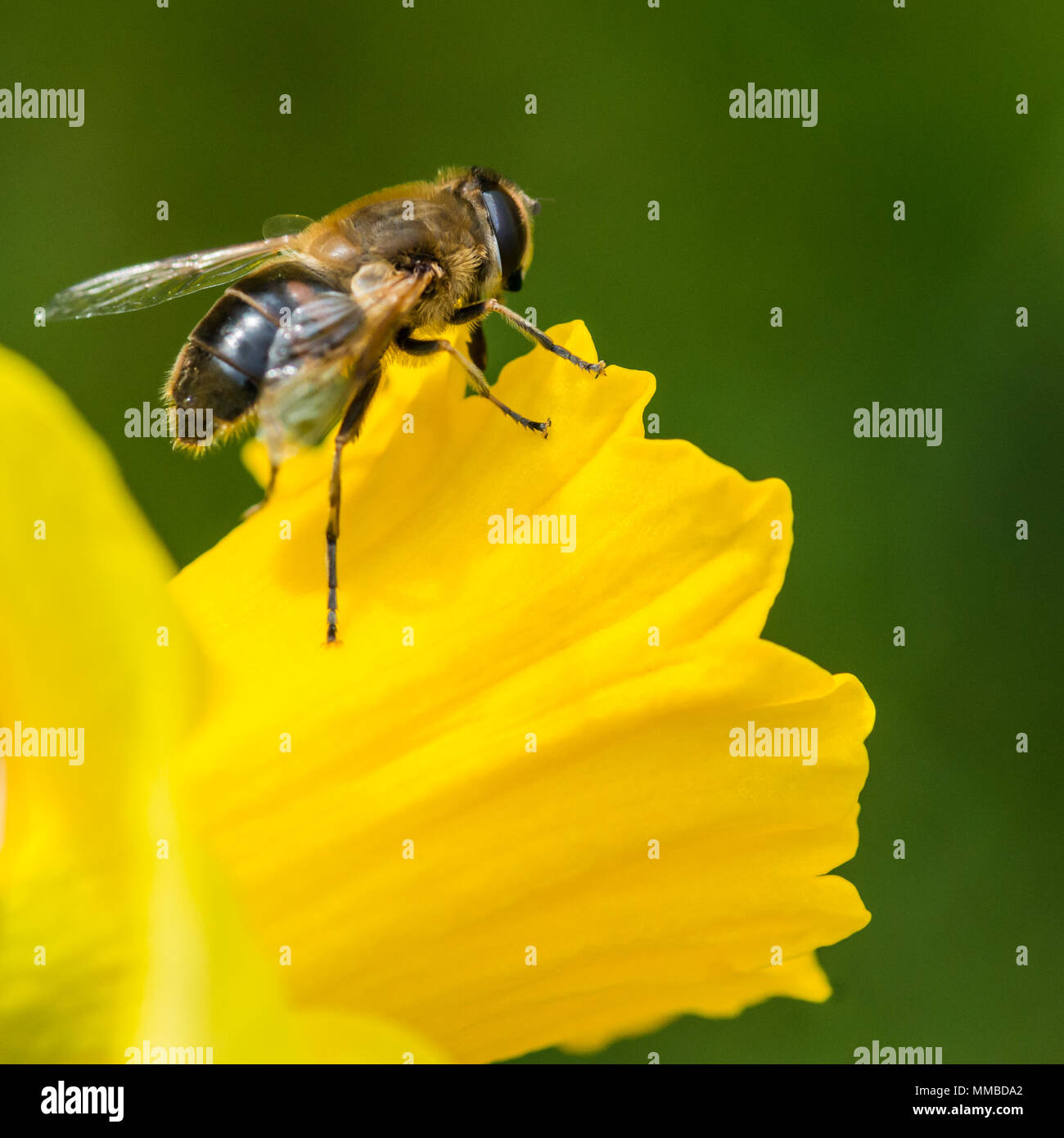 A bee sits on the trumpet of a daffodil Stock Photo - Alamy