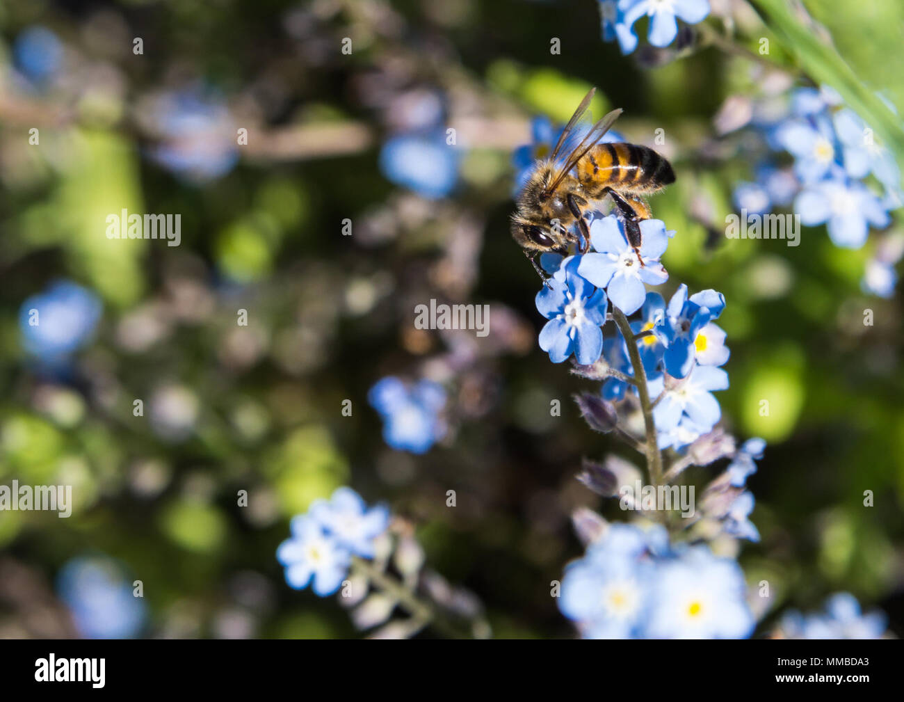 Insect within hi-res stock photography and images - Alamy