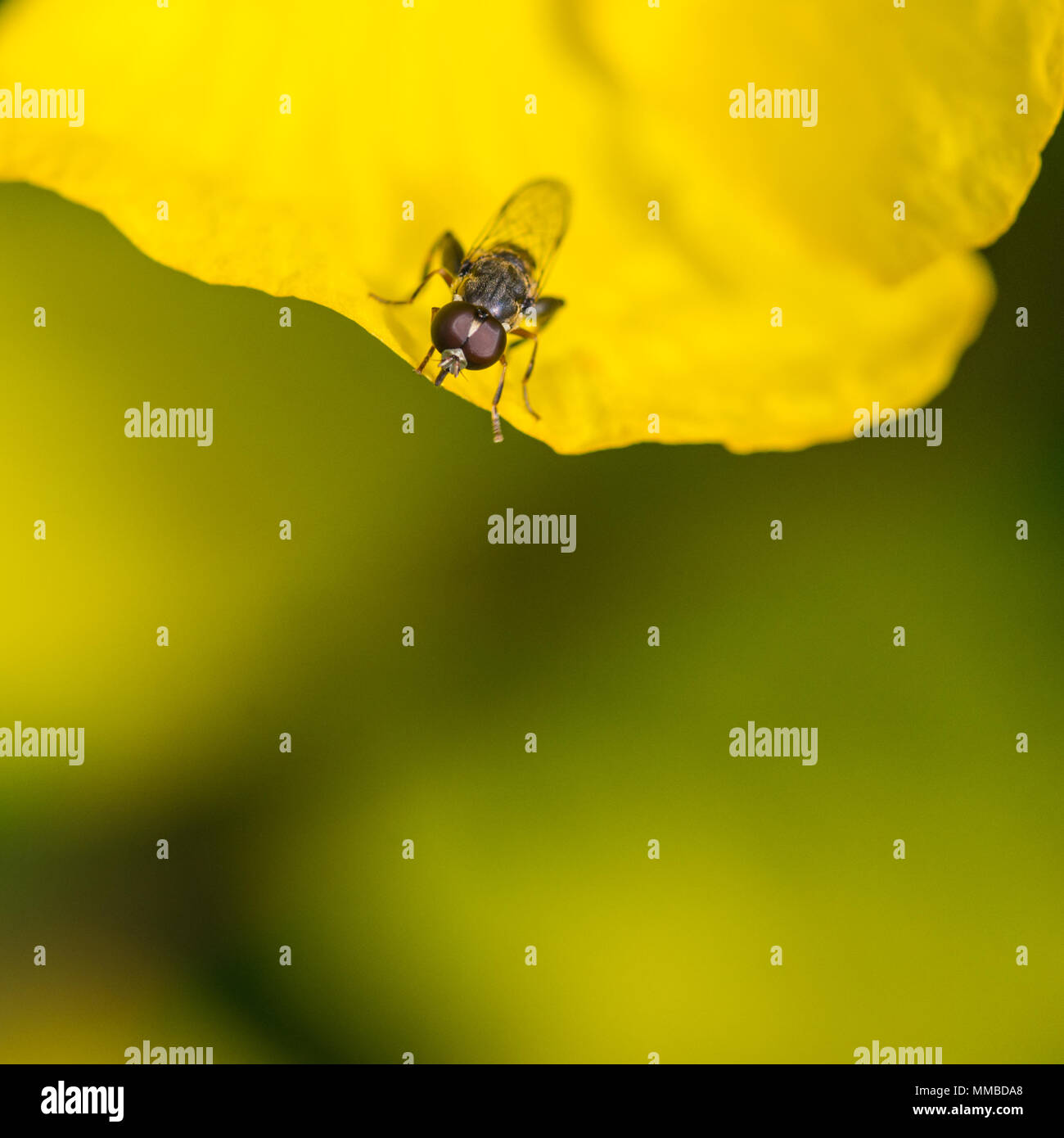 Welsh invertebrate hi-res stock photography and images - Alamy